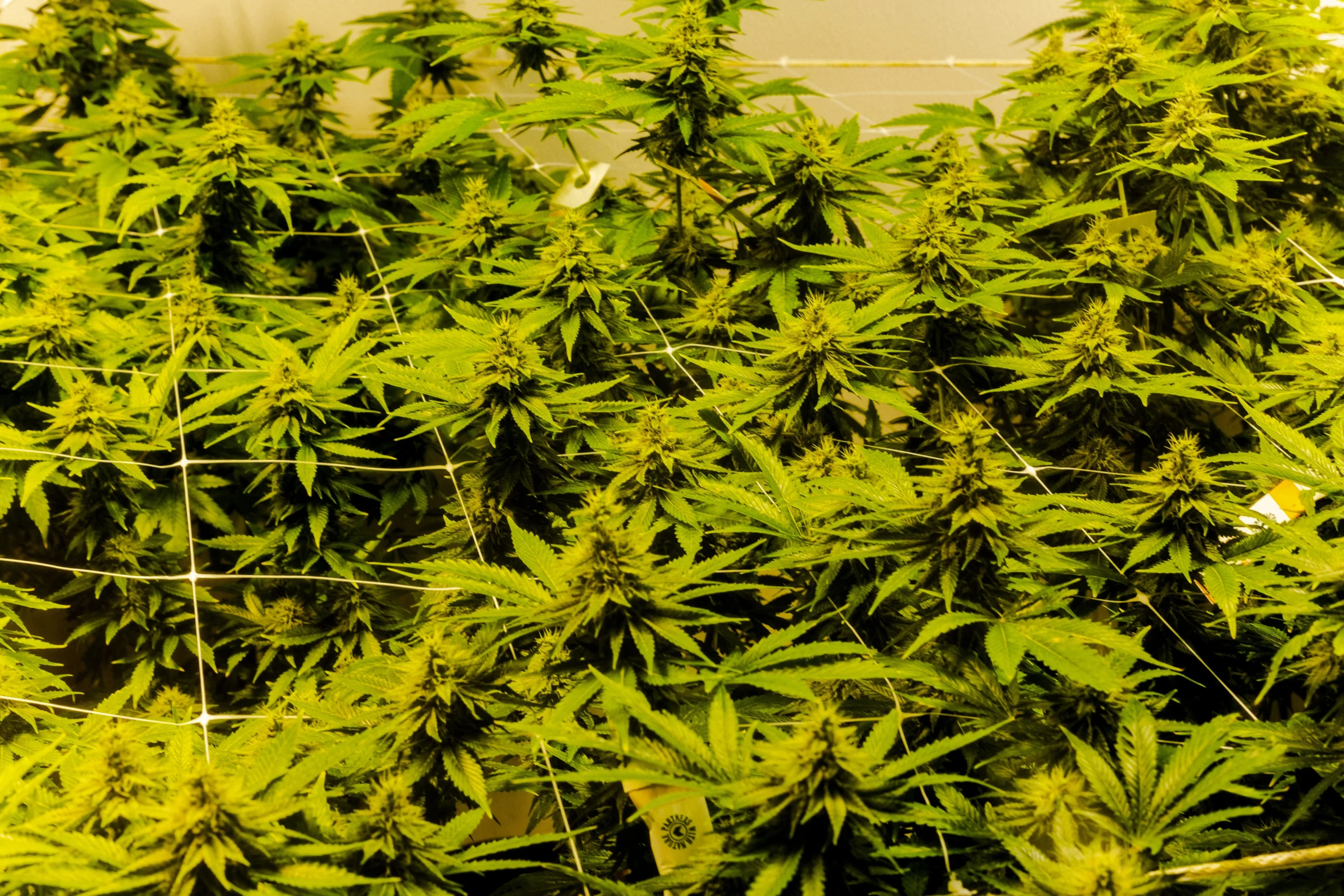 (Part II) Ganja Medis: Dogma Narkotika Golongan I dan Apatisme Riset ...